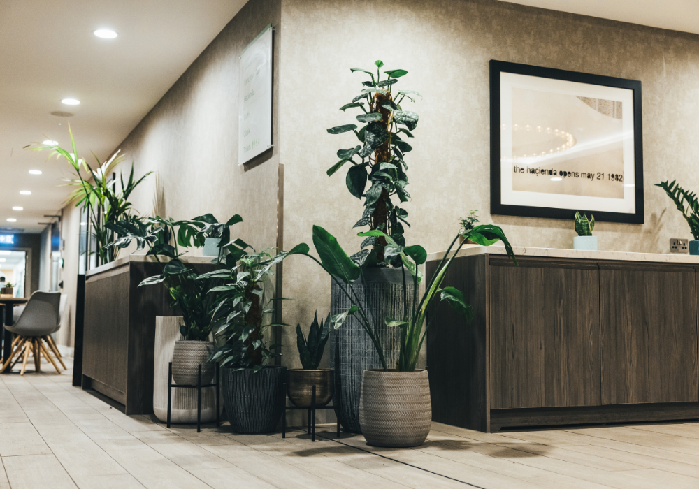 Office Reception Decorating Ideas Plants 350 Euston Road: